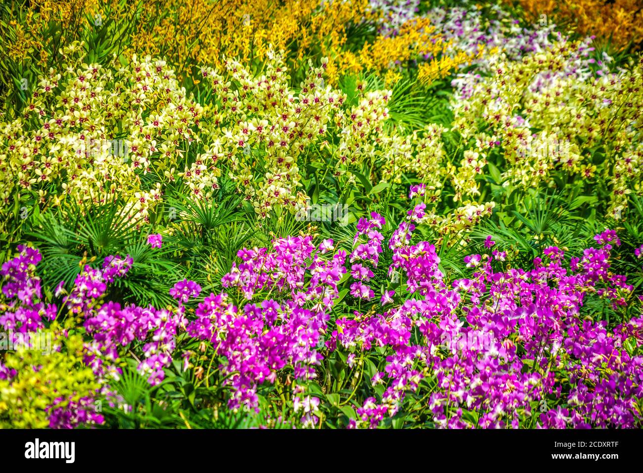 White and yellow flowers (daisy Margaret chamomile Stock Photo - Alamy