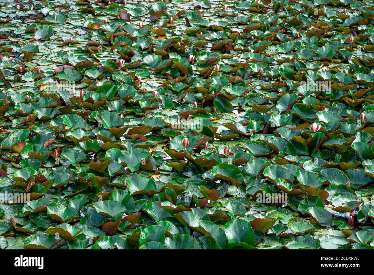 View of lily pads on pond for texture nature background image landscape ...