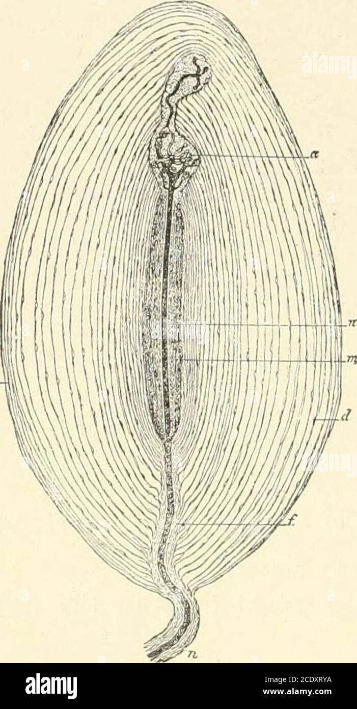 . Kirkes' handbook of physiology . Meissner, the tactile corpuscles of ...
