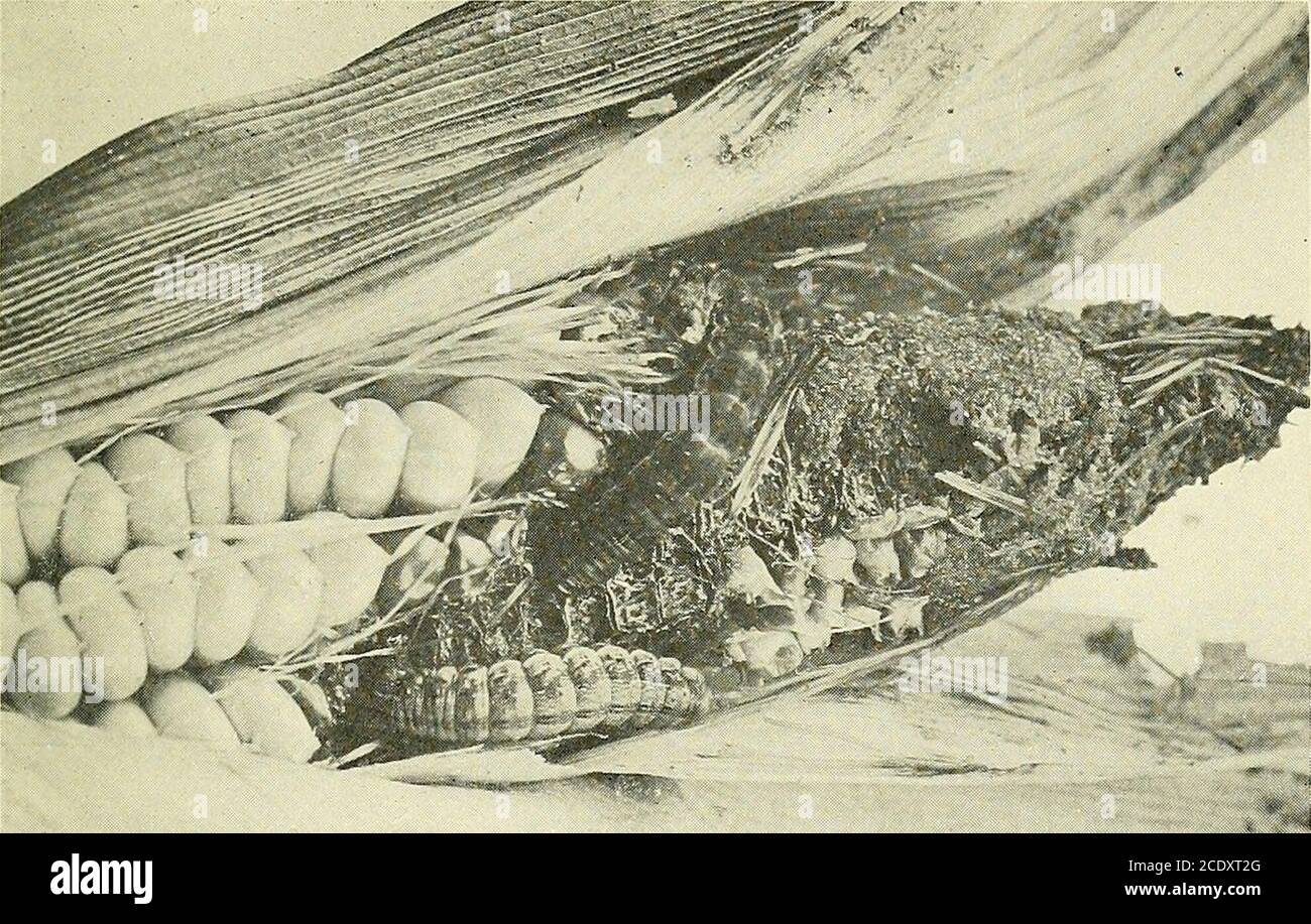 . Report of the State Entomologist of Connecticut for the year .. . d ...