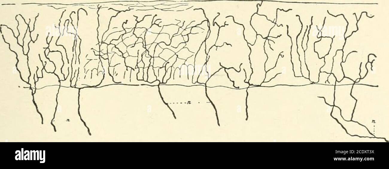 . Kirkes' handbook of physiology . transparent membranouscapsule ...