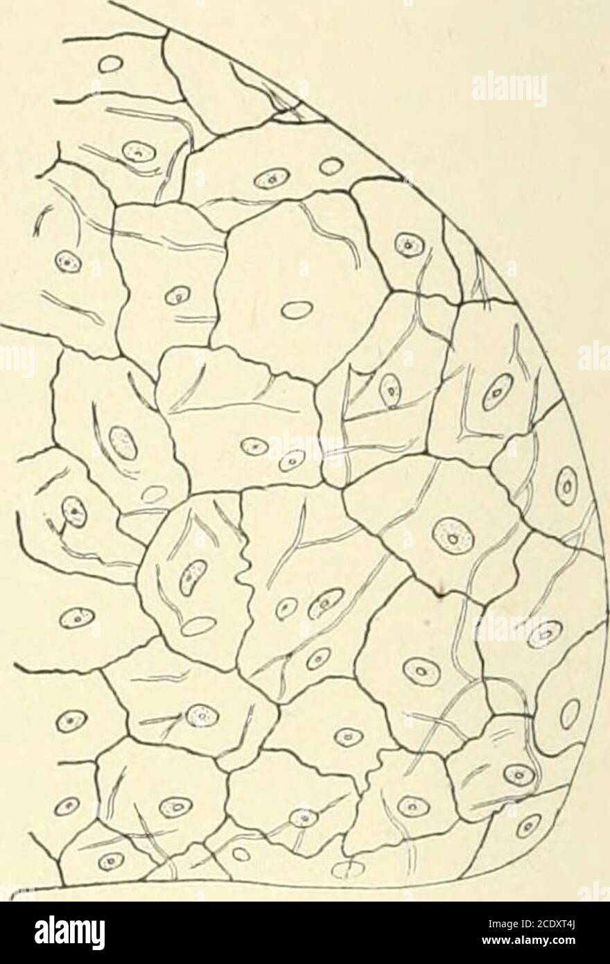 Pacinian Corpuscle High Resolution Stock Photography and Images - Alamy