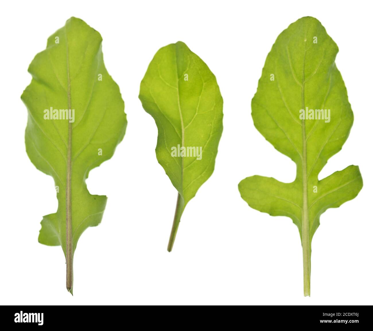 Arugula on white Stock Photo - Alamy