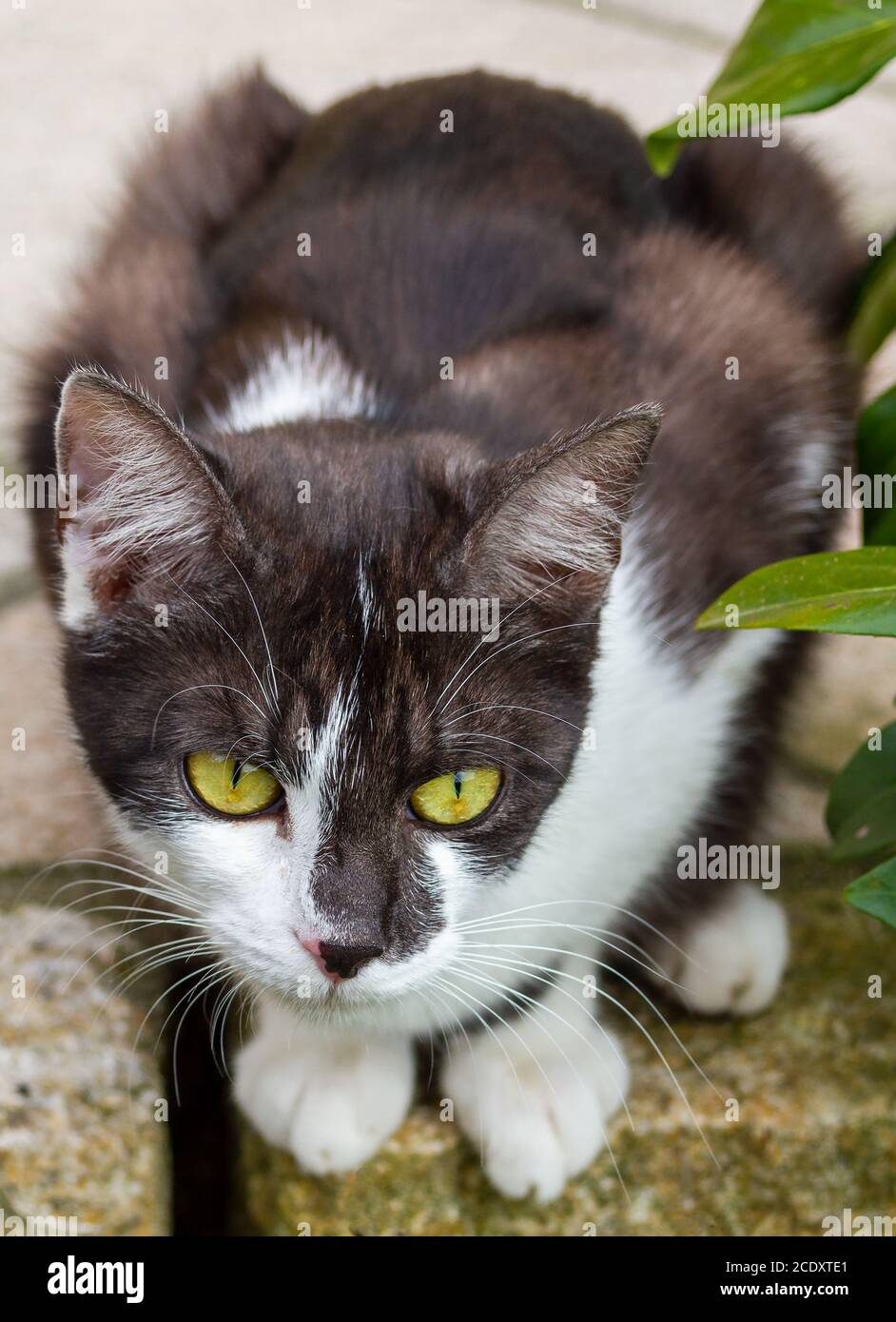 Cat sits tense on the lookout for prey Stock Photo - Alamy