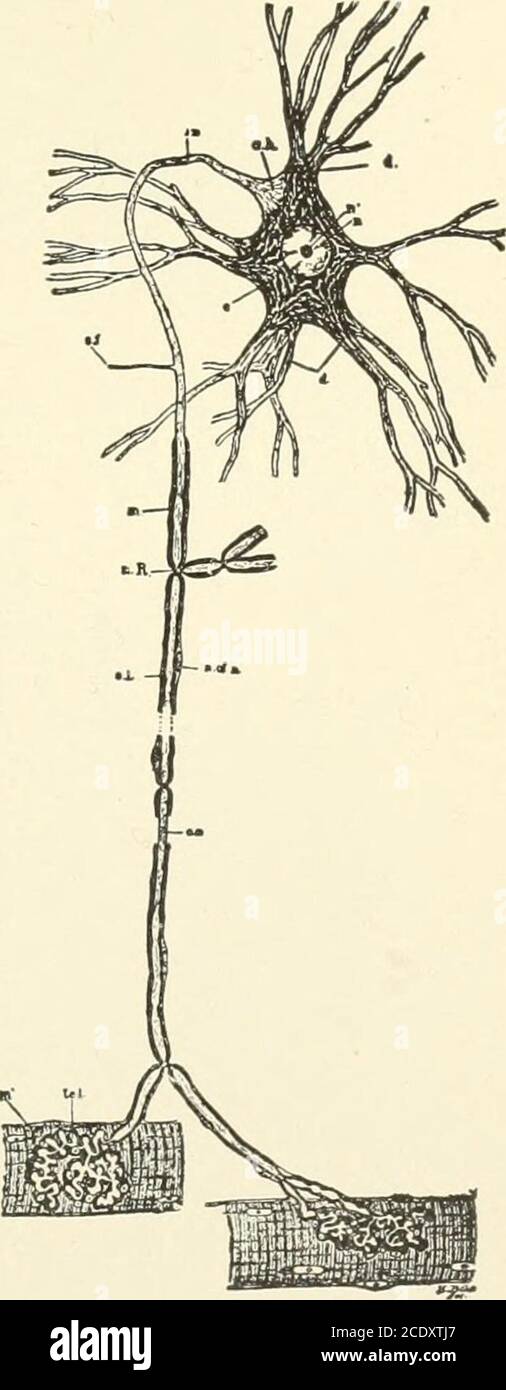 Terminal Arborization