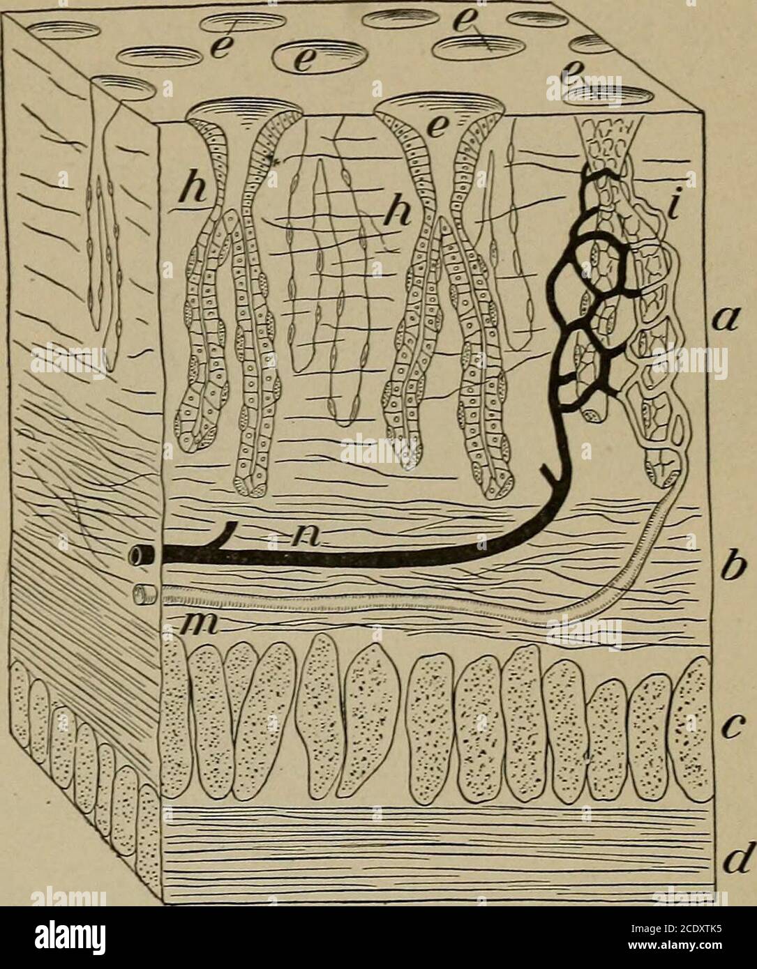 Stomach cut open hi-res stock photography and images - Alamy