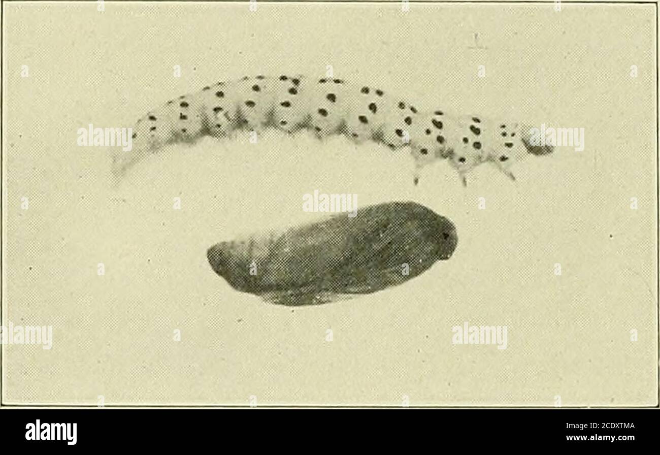 . Report of the State Entomologist of Connecticut for the year .. . a ...