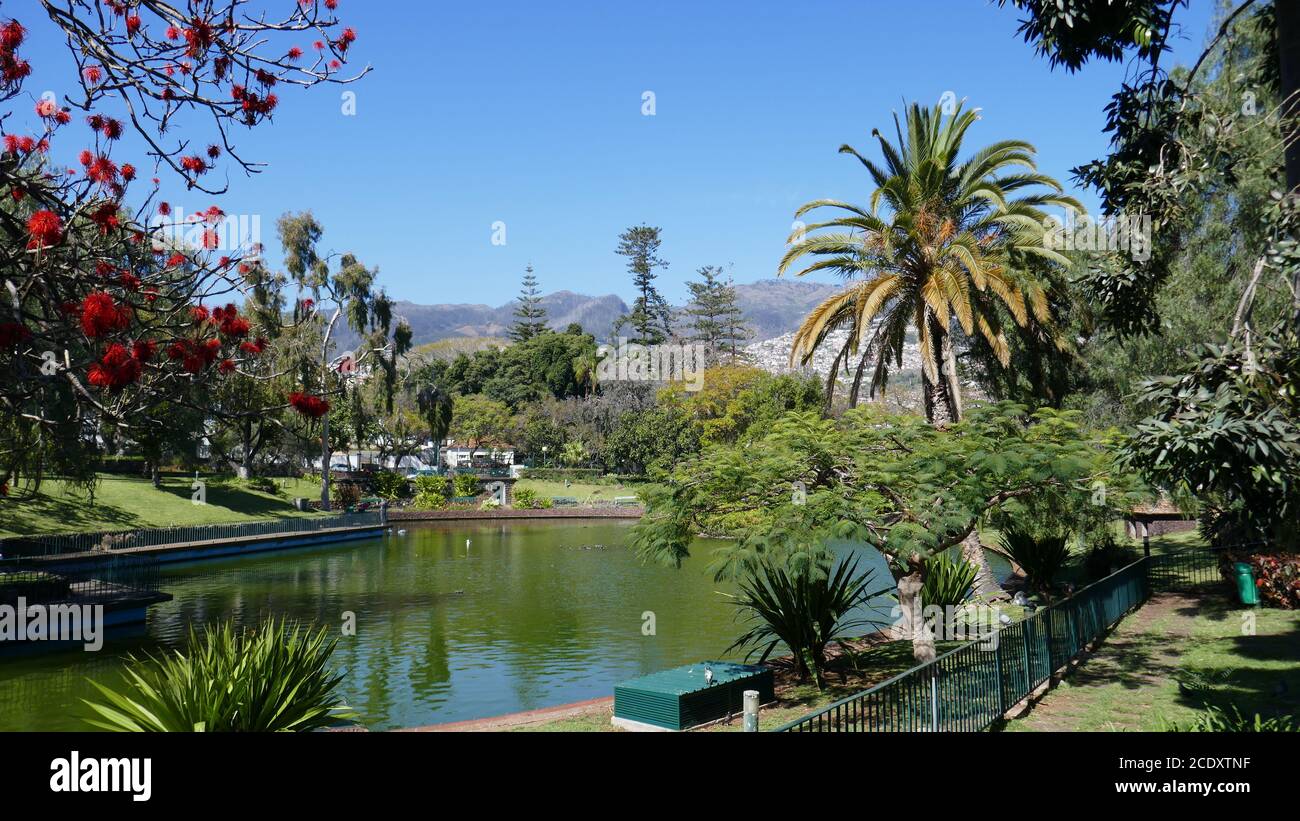 Park madeira hi-res stock photography and images - Alamy