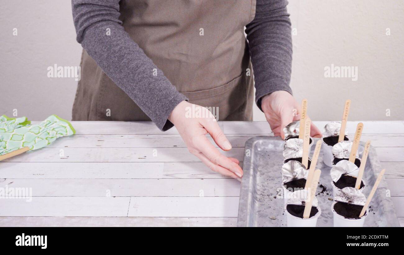 Planting seeds into small containers to start an indoor herb garden ...