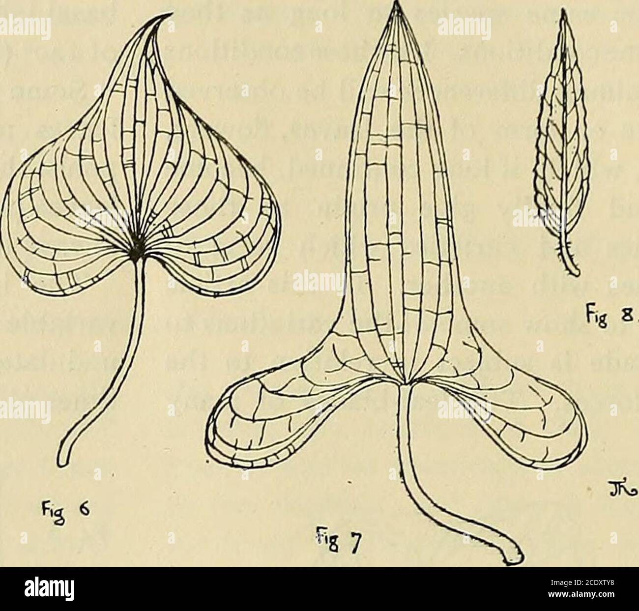 Sub reniform leaf hi-res stock photography and images - Alamy