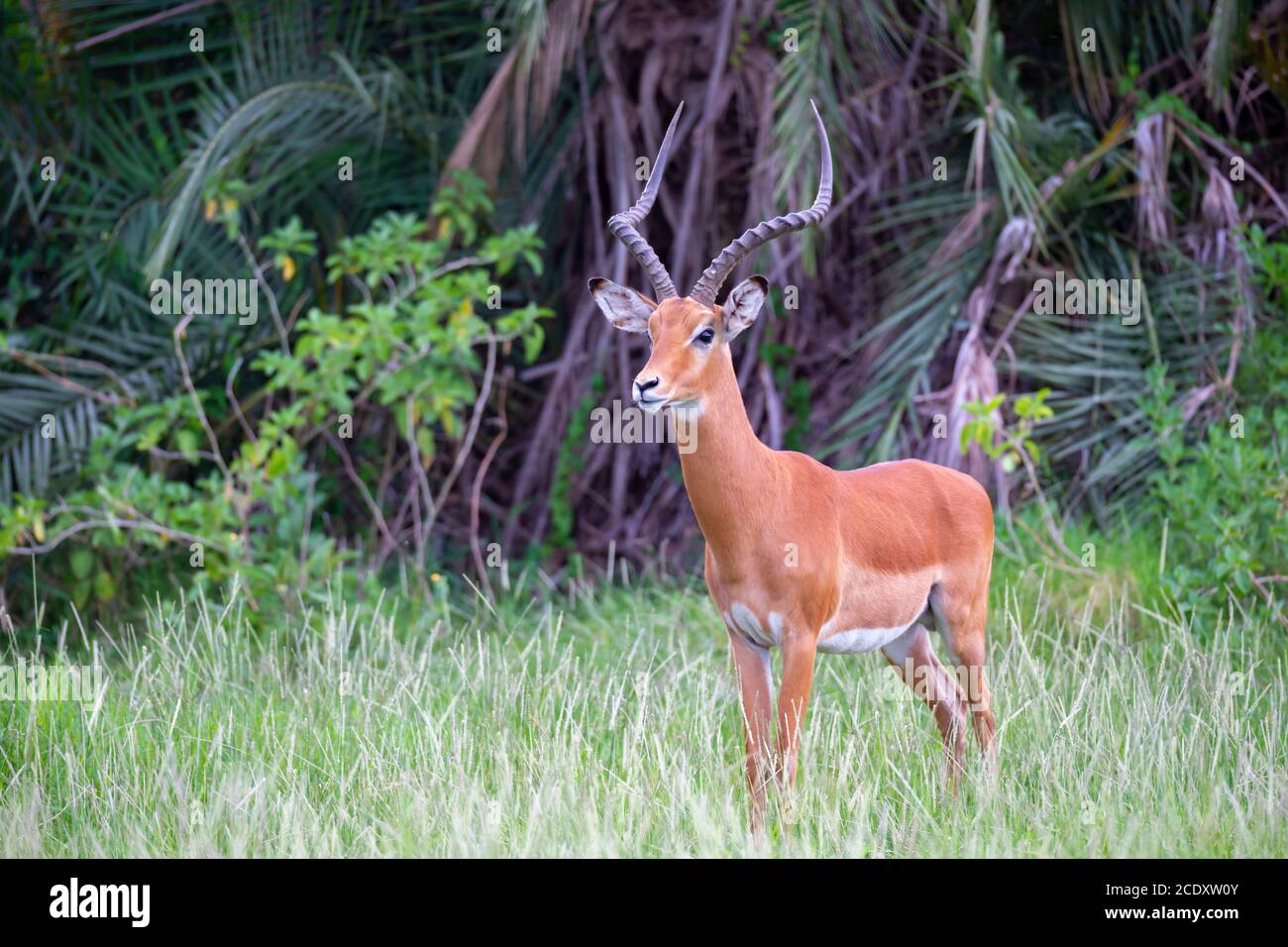 Antelope bush hi-res stock photography and images - Alamy