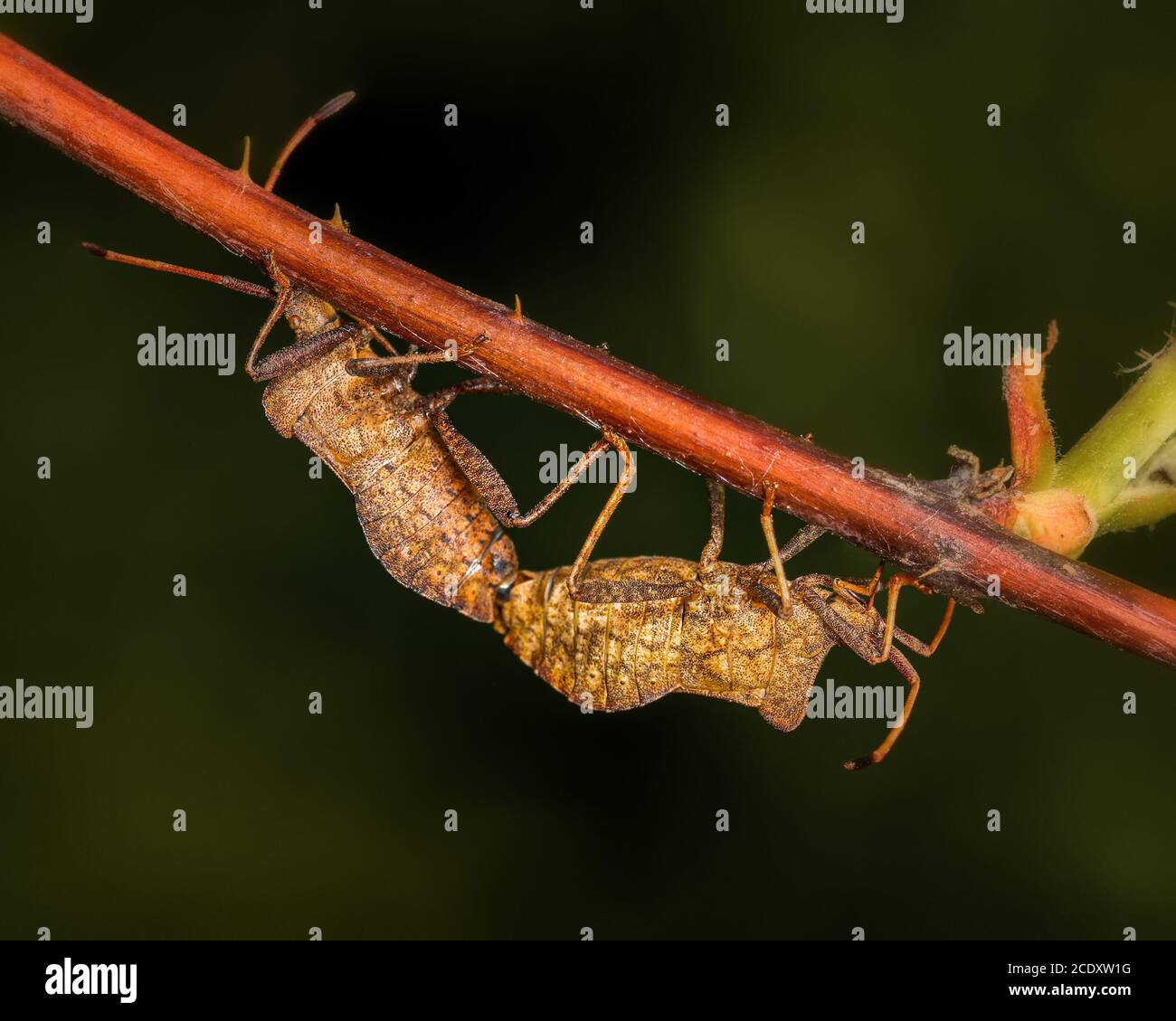 two forest bugs on a branch Stock Photo - Alamy