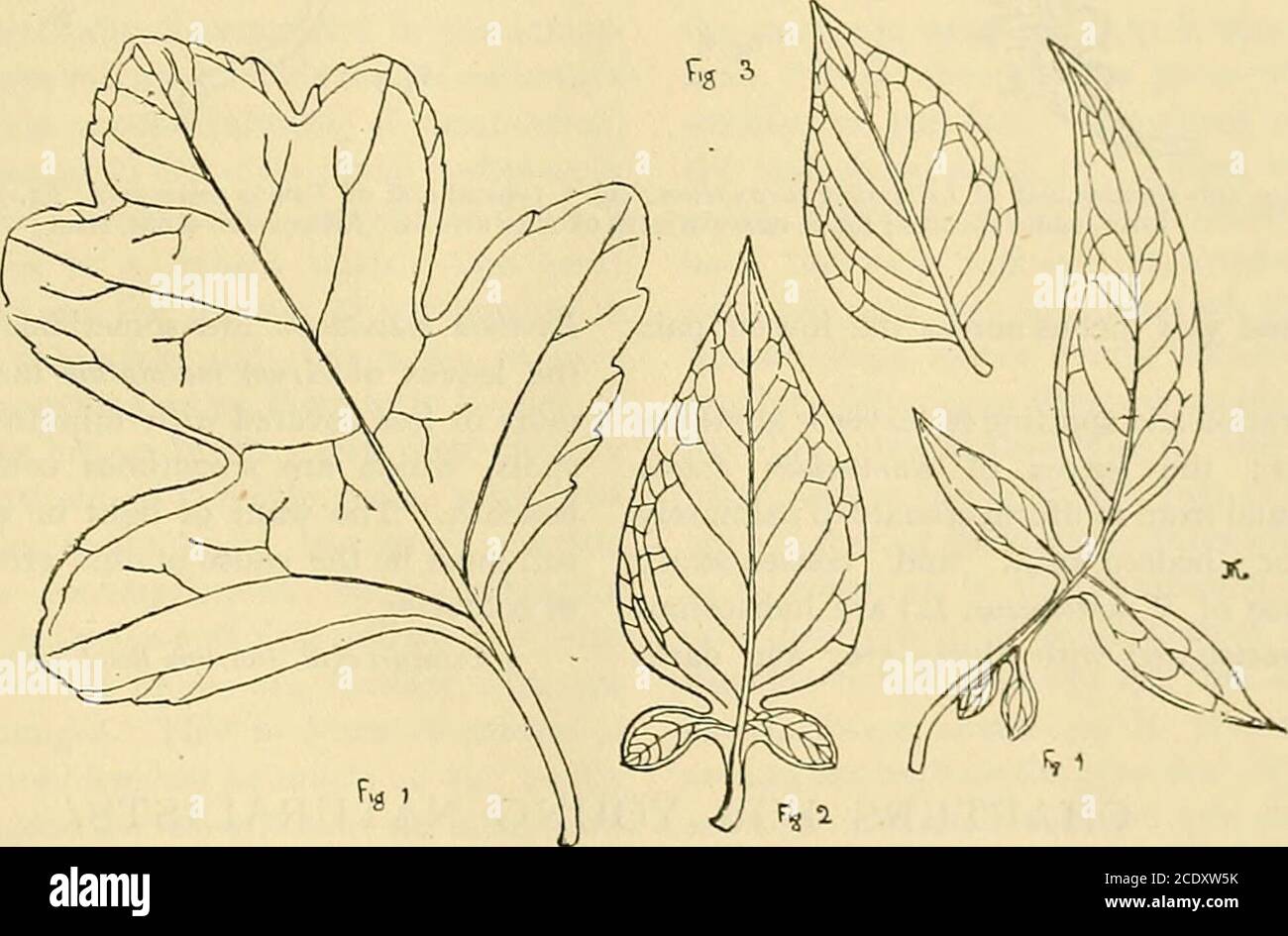 . Science-gossip . m of the leaves, flowers,and other organs, which, if ...