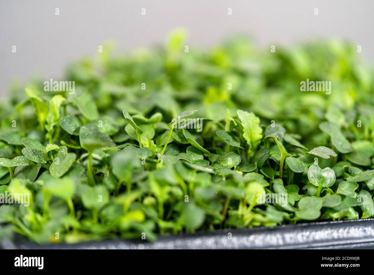 Harvesting radish microgreens from a large plastic tray Stock Photo - Alamy