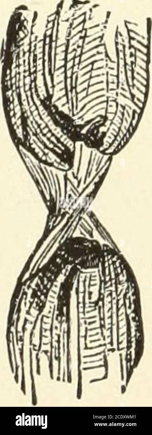 . Kirkes' handbook of physiology . Fig. 70.—Transverse Section through ...