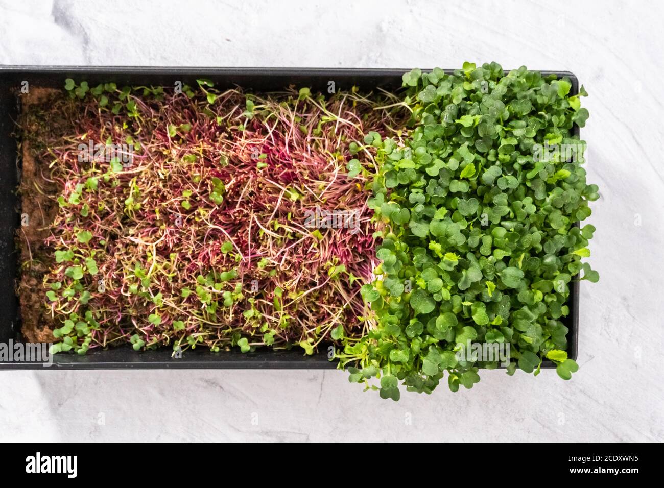 Flat lay. Harvesting radish microgreens from a large plastic tray Stock ...
