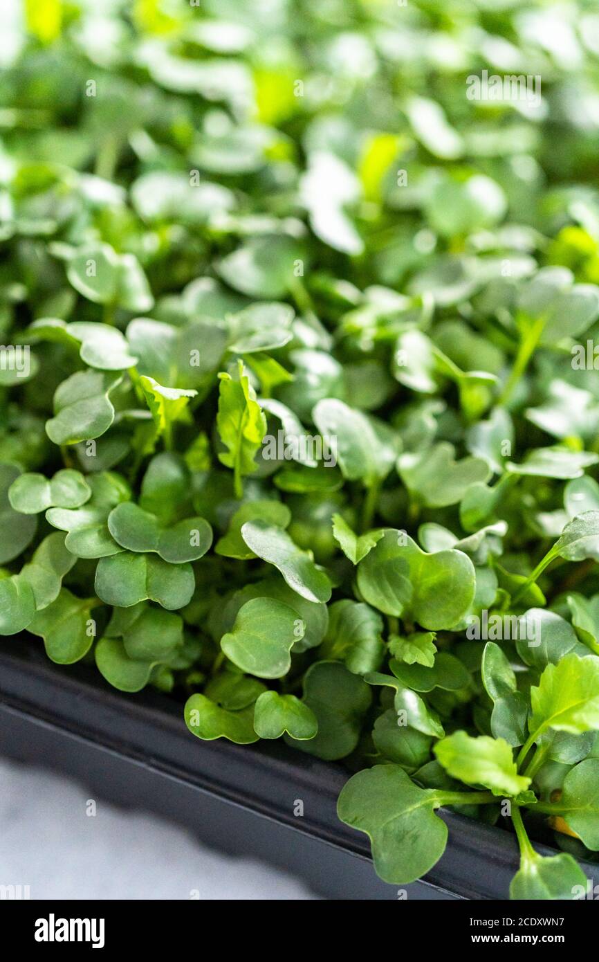 Harvesting radish microgreens from a large plastic tray Stock Photo - Alamy