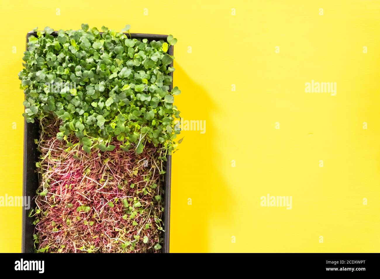 Flat lay. Harvesting radish microgreens from a large plastic tray Stock ...