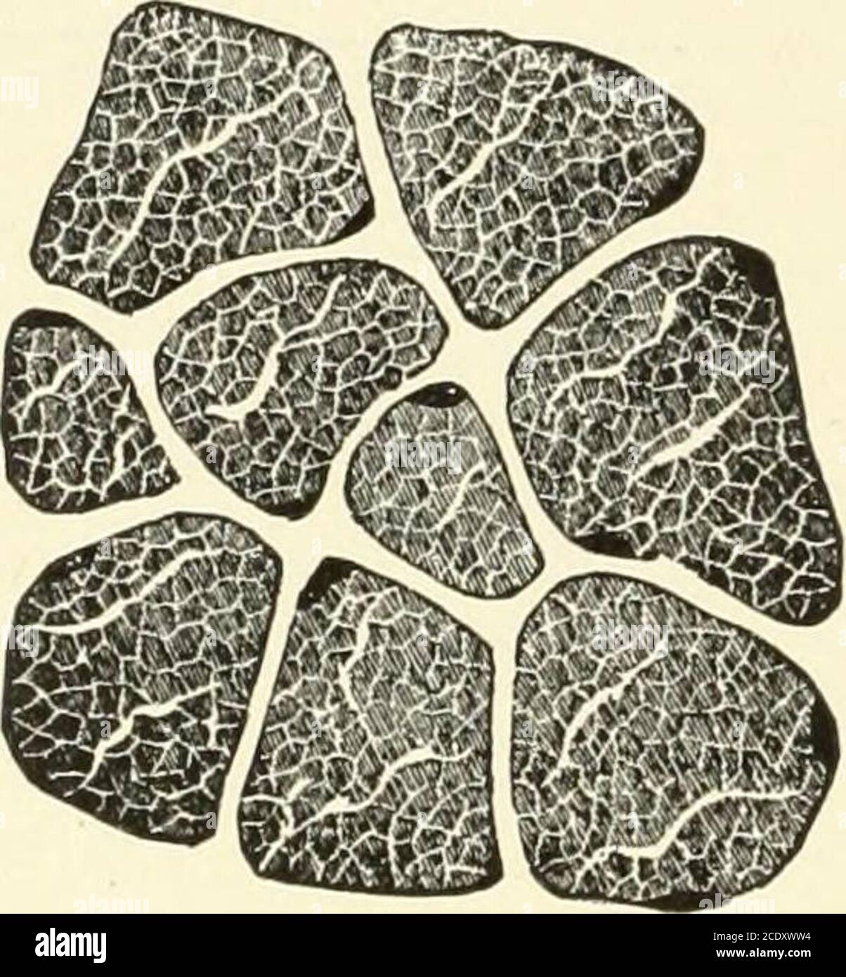 . Kirkes' handbook of physiology . nstriated muscle fibers are ...