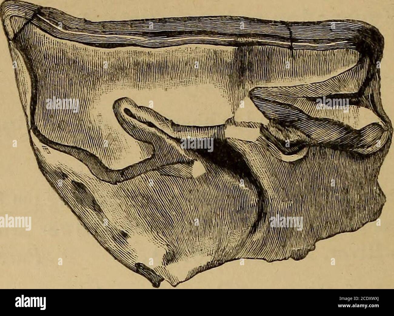 . Catalogue of the fossil Mammalia in the British museum, (Natural ...