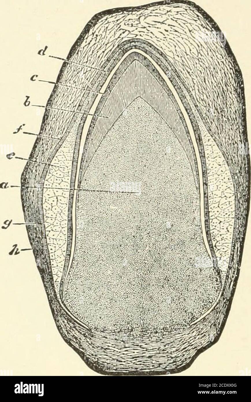 . Kirkes' handbook of physiology . t of the jaw sends up ...