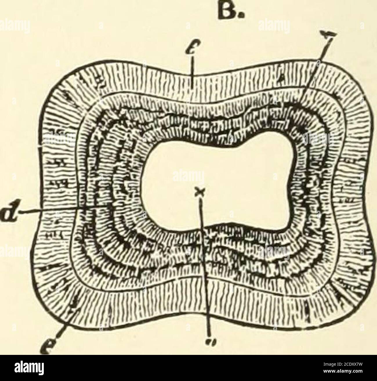 . Kirkes' handbook of physiology . Fig. 6i.—A.—A Longitudinal Section ...