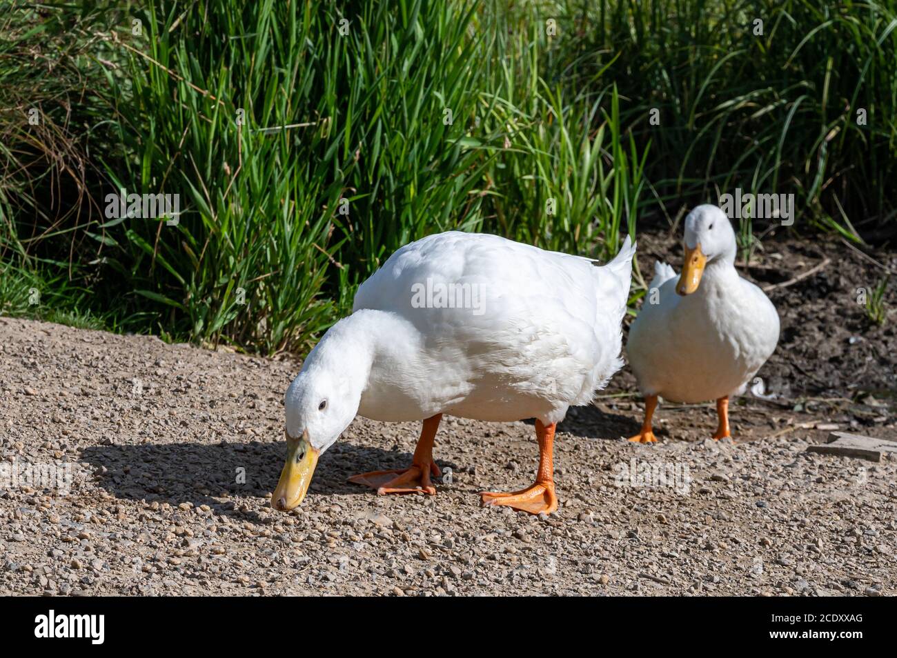 Heavy white pekin duck, also known as Aylesbury duck Stock Photo - Alamy