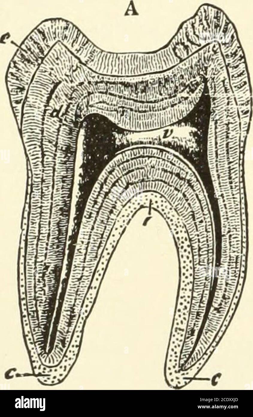 . Kirkes' handbook of physiology . th the dentine a specialized layer ...