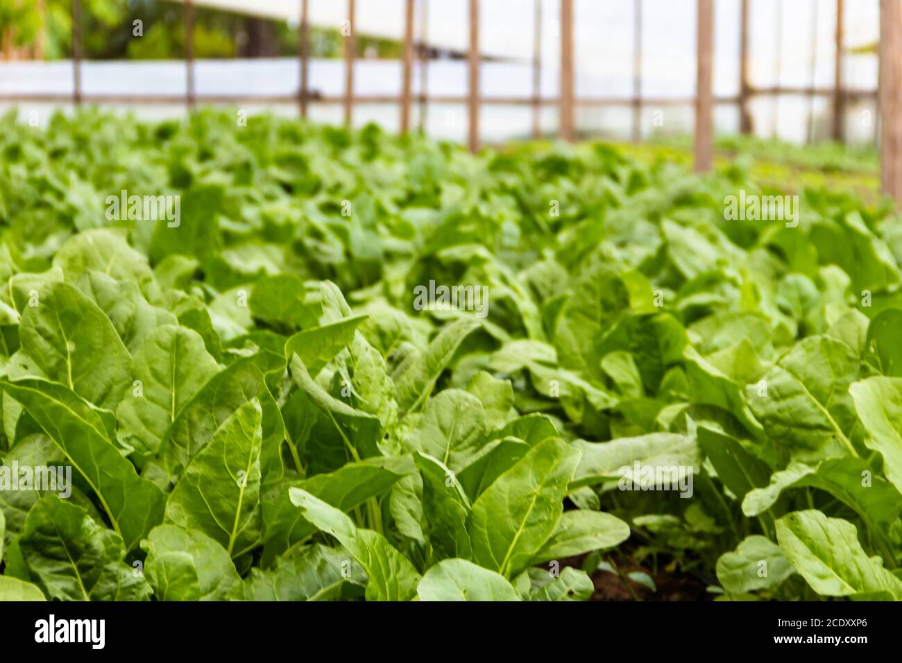 Green chard plantation in the organic garden Stock Photo - Alamy