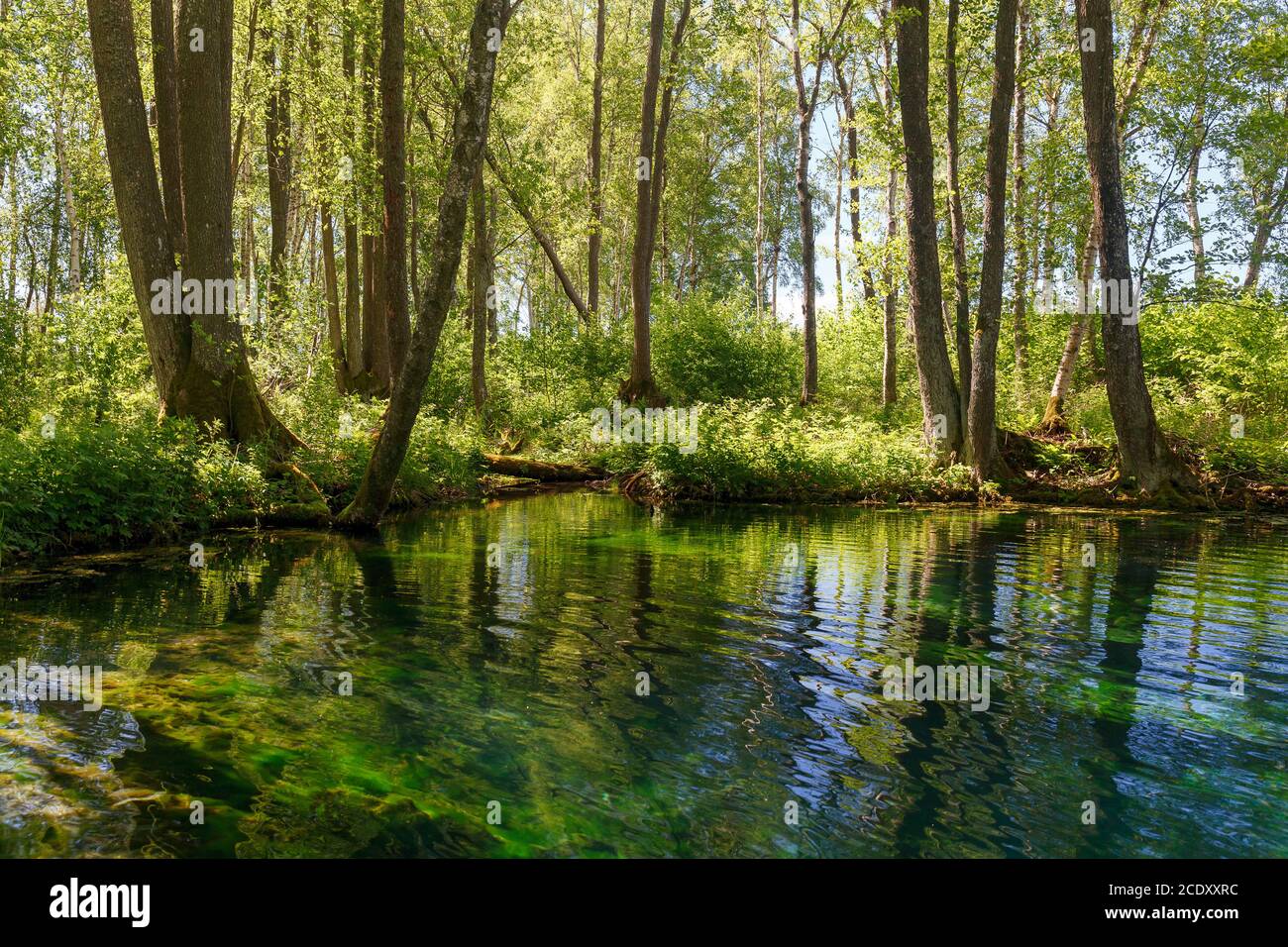 Freshwater springs hi-res stock photography and images - Alamy