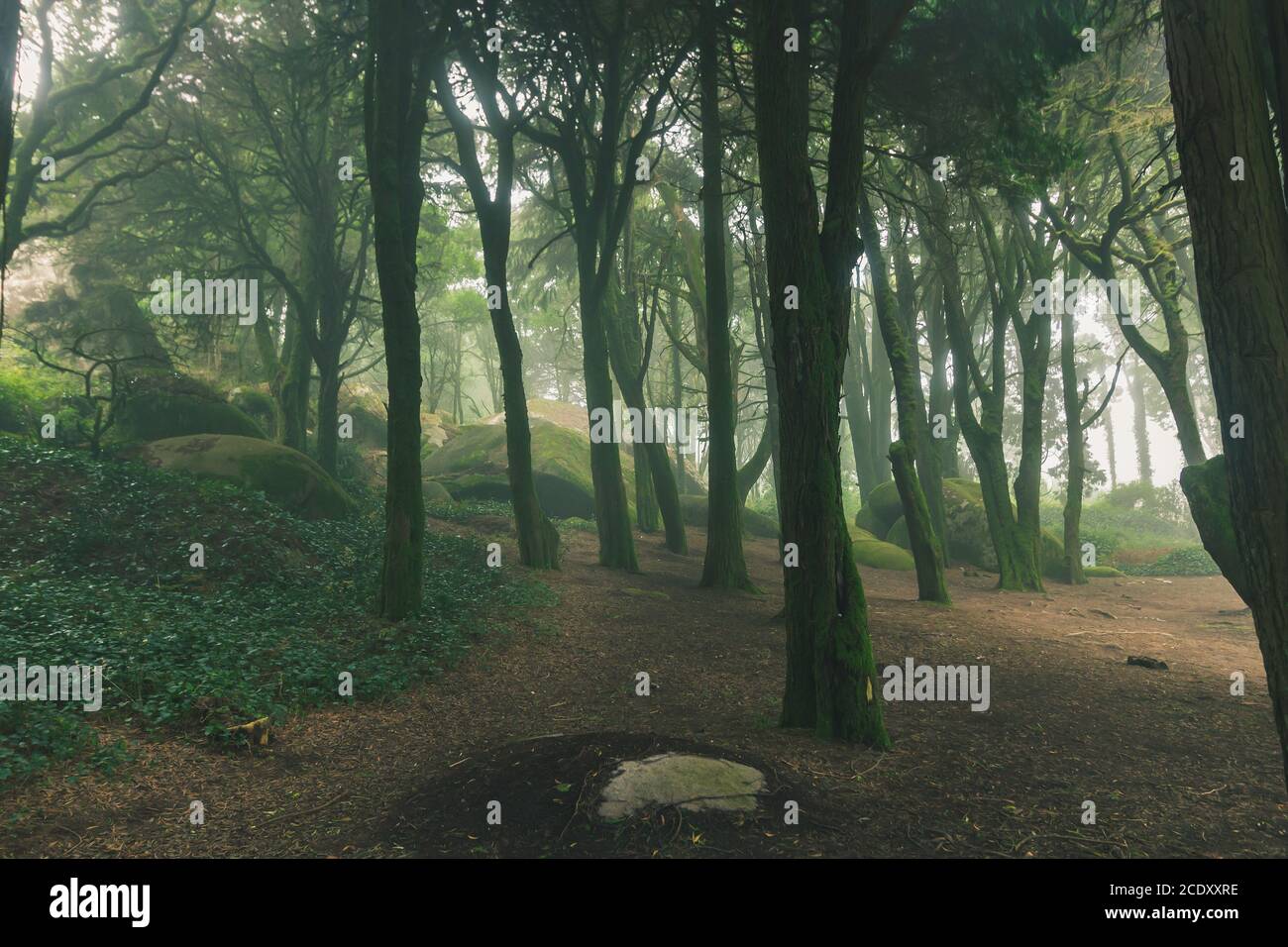 The mystical fog of the Sintra forest Stock Photo - Alamy