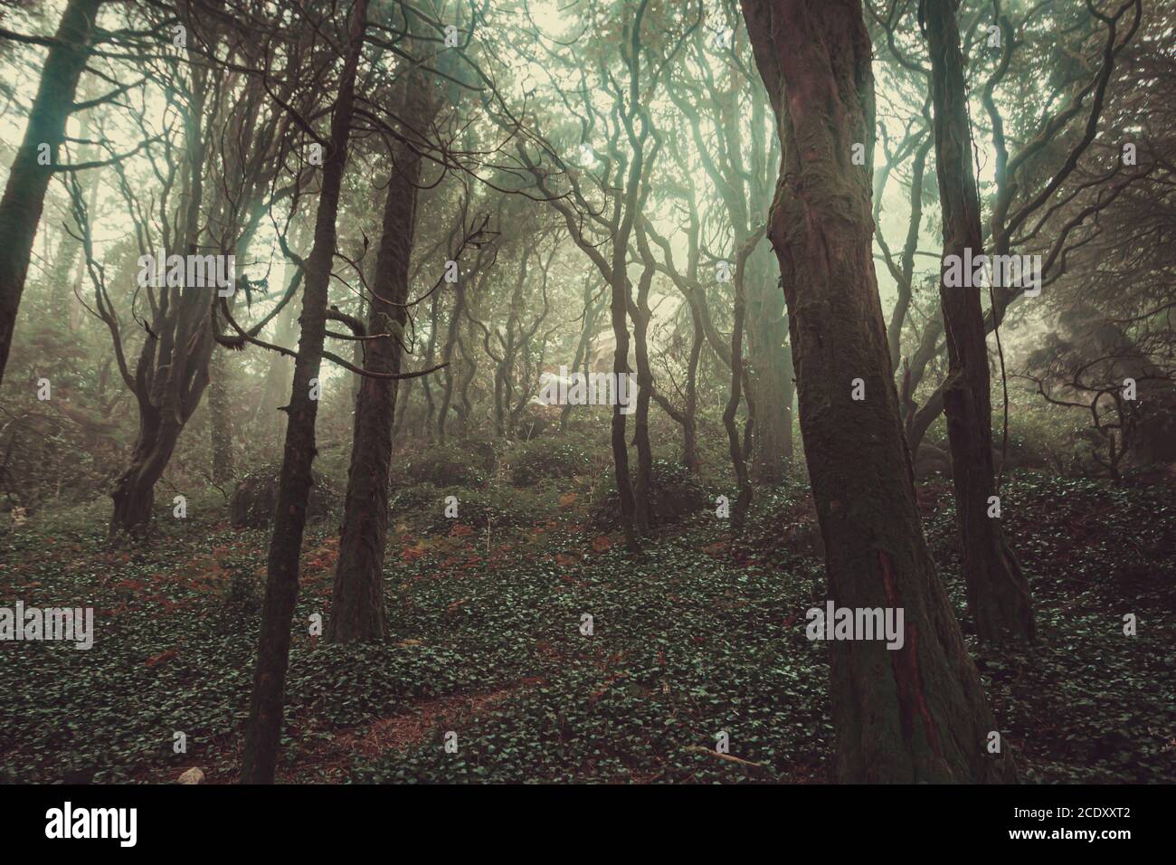 The mystical fog of the Sintra forest Stock Photo - Alamy