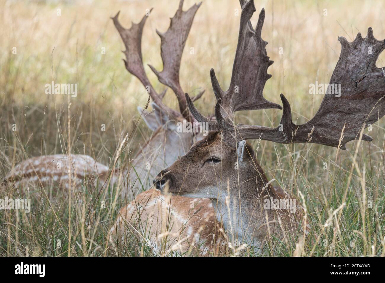 Stag laying down hi-res stock photography and images - Alamy