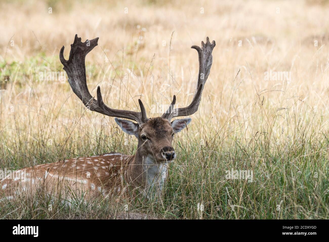 Stag laying down hi-res stock photography and images - Alamy