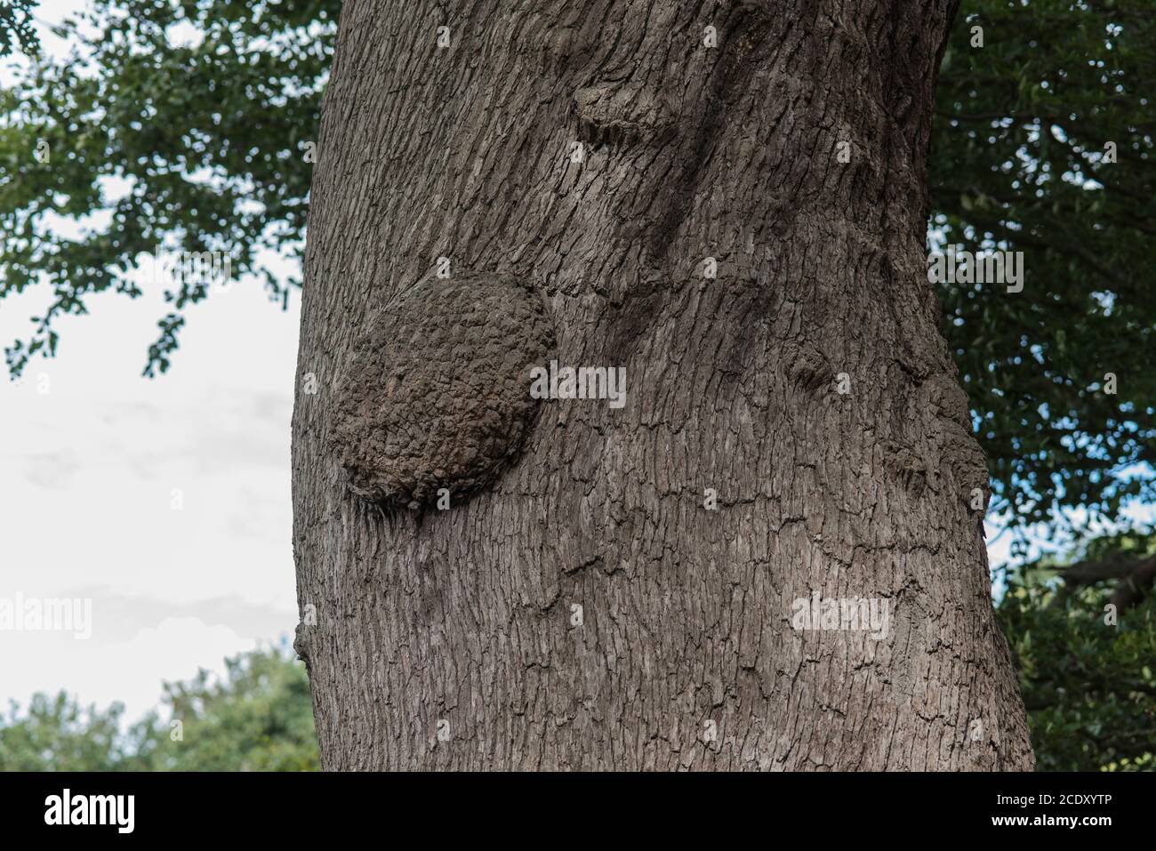 Oak tree trunk Stock Photo - Alamy