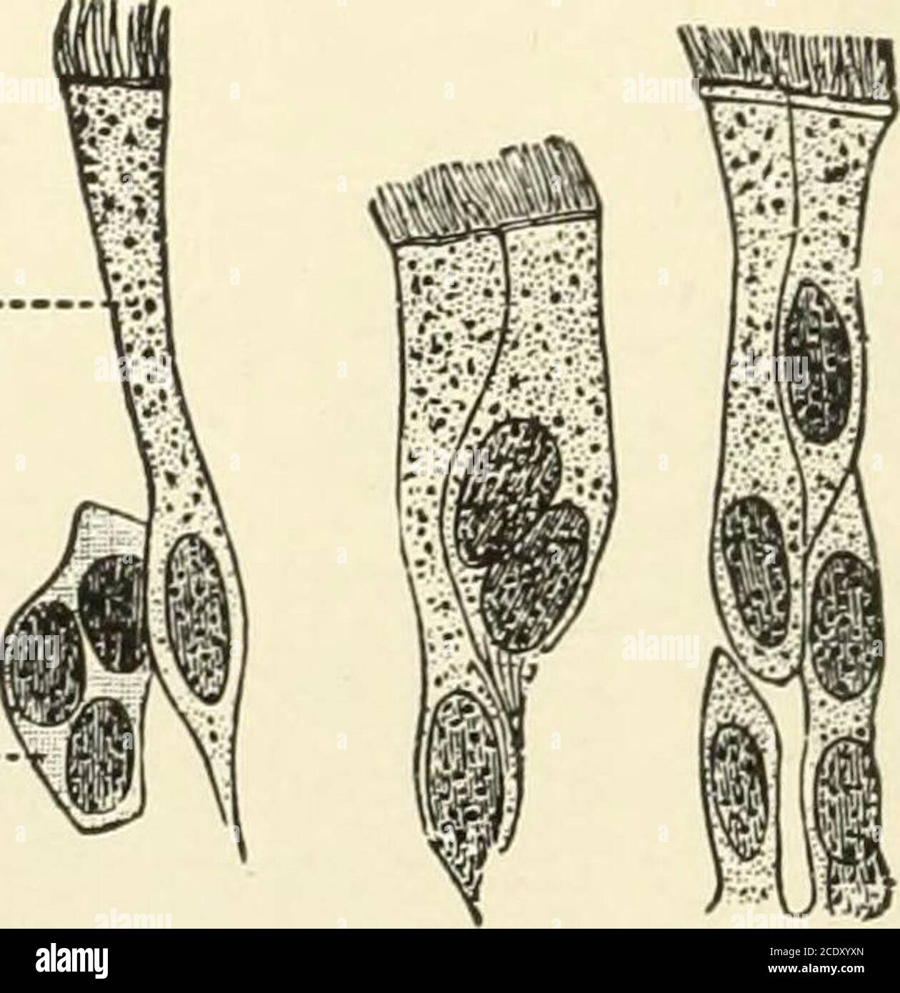 Human trachea ciliated epithelium hi-res stock photography and images ...