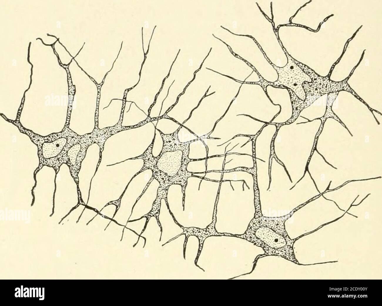 The cell differentiation and organ a hi-res stock photography and ...