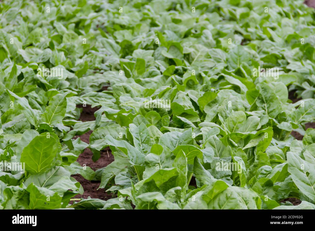 Spring sugar plantation hi-res stock photography and images - Alamy
