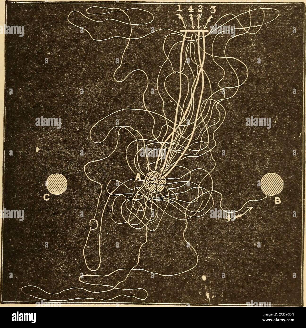 . Ants, bees, and wasps. A record of observations on the habits of the ...