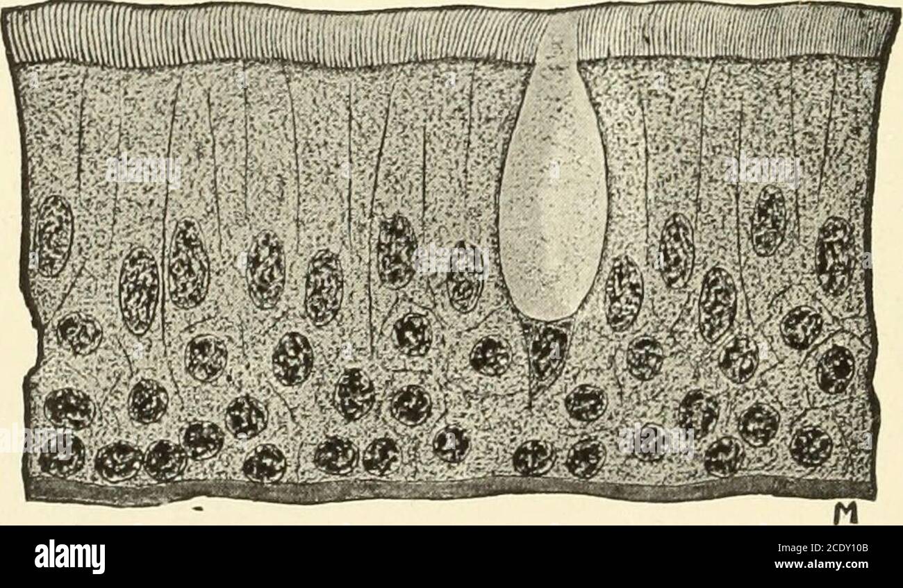 Kirkes' handbook of physiology