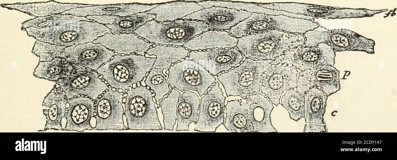 Skin squamous epithelium hi-res stock photography and images - Alamy