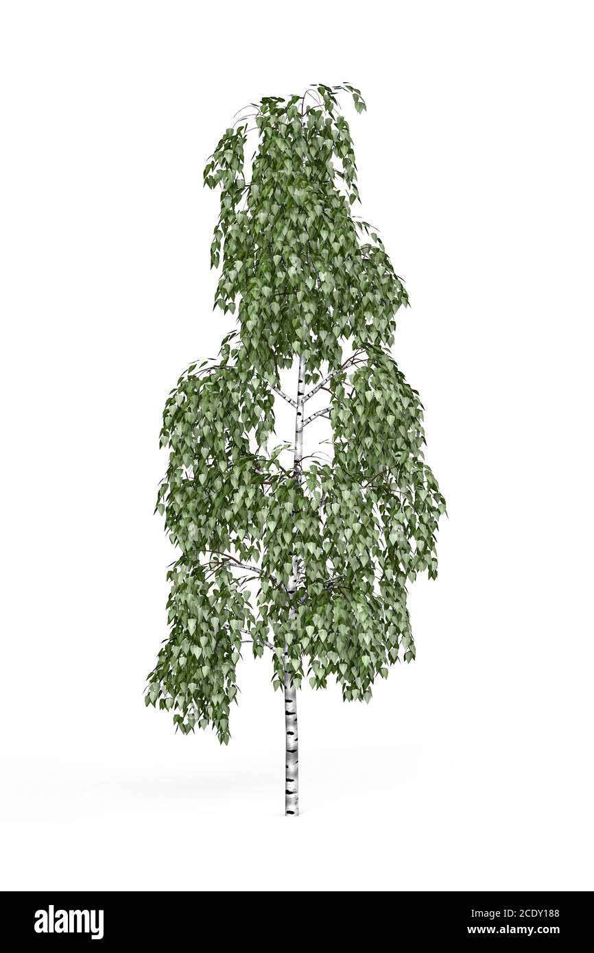Birch tree isolated on white background - 3d render Stock Photo - Alamy