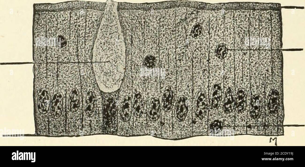 . Kirkes' handbook of physiology . Pig. 22.—Peritoneal Surface of a ...