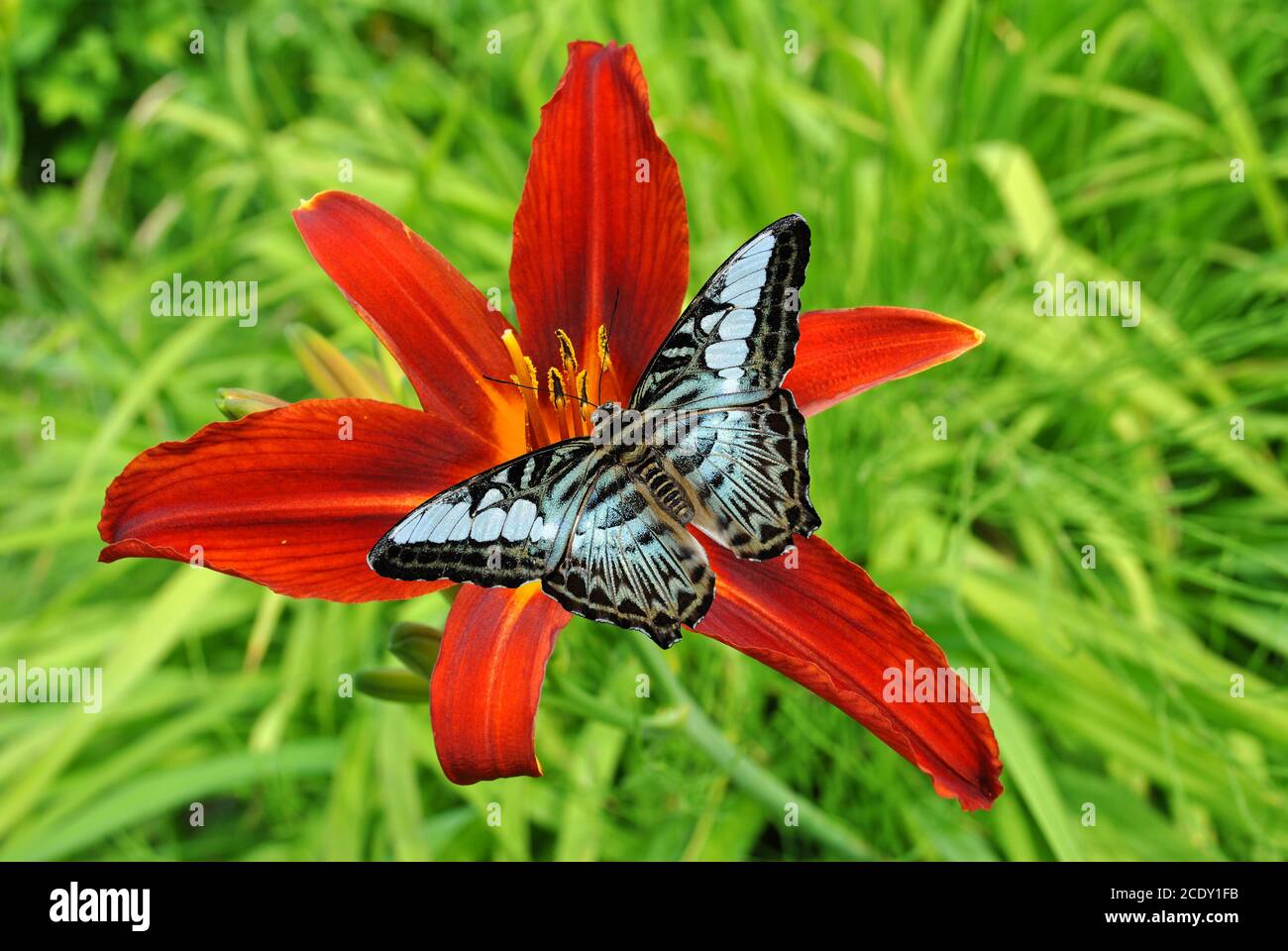 Malaysian blue clipper butterflly on a hemerocallis, crimson pirate ...