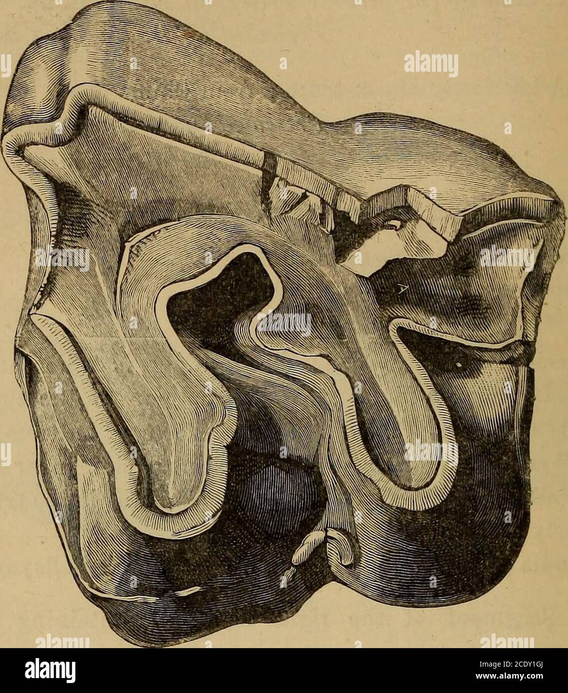 . Catalogue of the fossil Mammalia in the British museum, (Natural ...