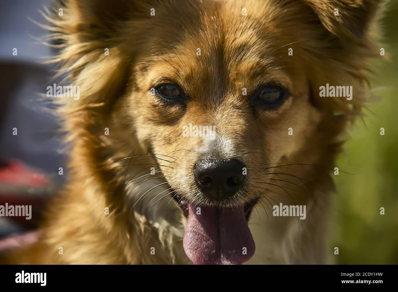 My sweet little dog Stock Photo - Alamy