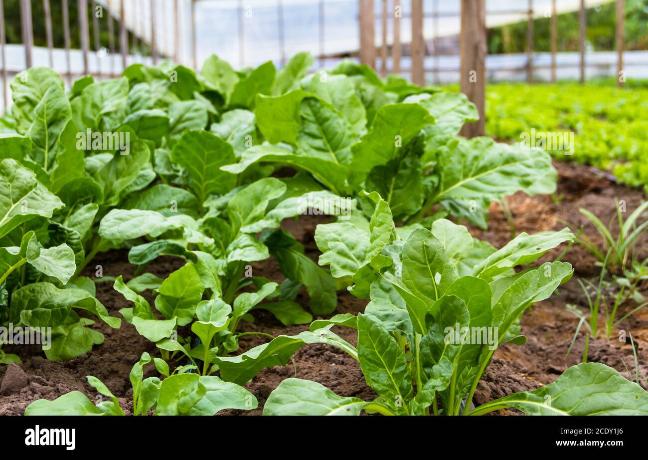 Green chard hi-res stock photography and images - Alamy