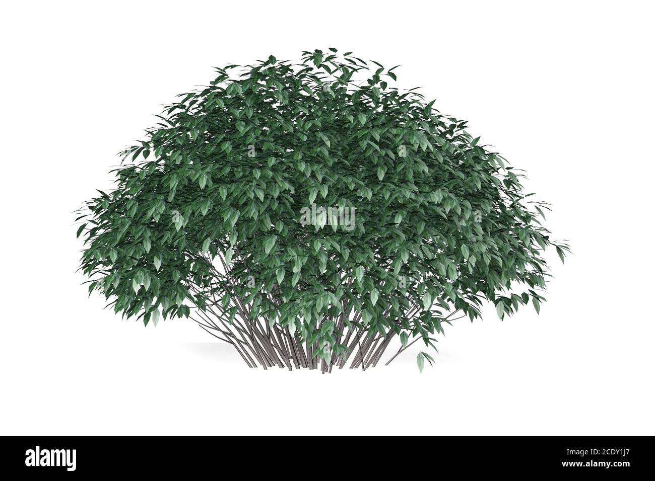 Bush isolated on white background - 3d render Stock Photo - Alamy
