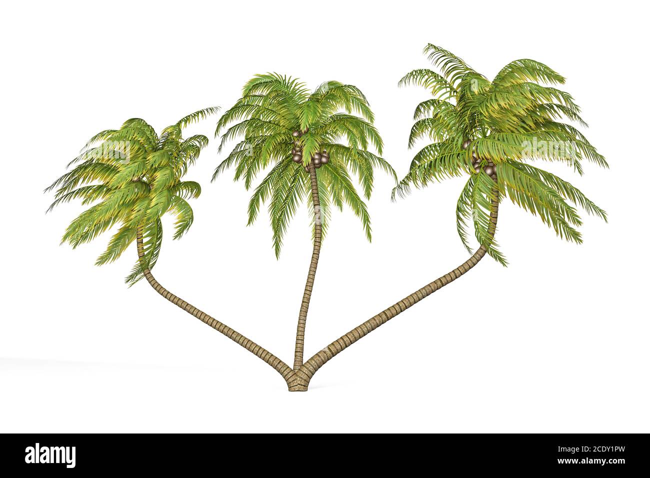 Three coconut palm trees overgrown by roots isolated on white ...