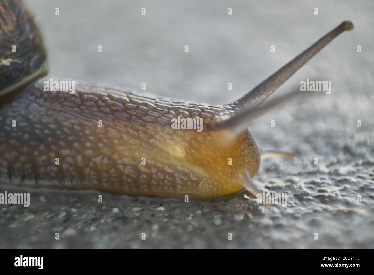 Snail detail hi-res stock photography and images - Alamy